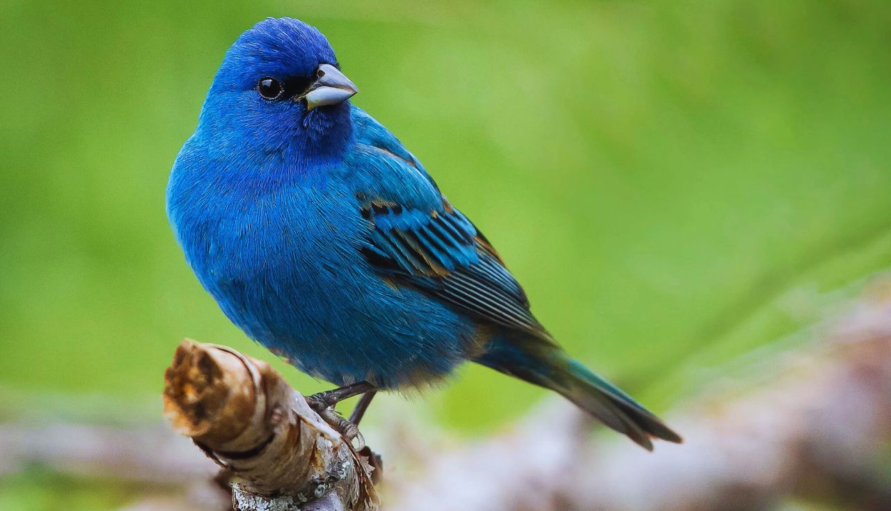 Descubra Como Criar Aves Canoras Em Ambientes Domésticos